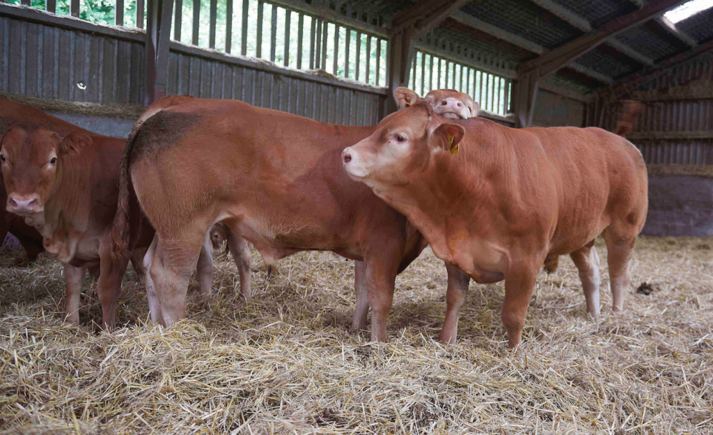 DOUBLE MUSCLES – HUMLEGAARDEN